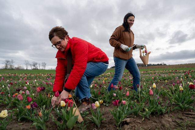 Pick your own tulips at Eckert’s Farm in Belleville | Belleville News ...