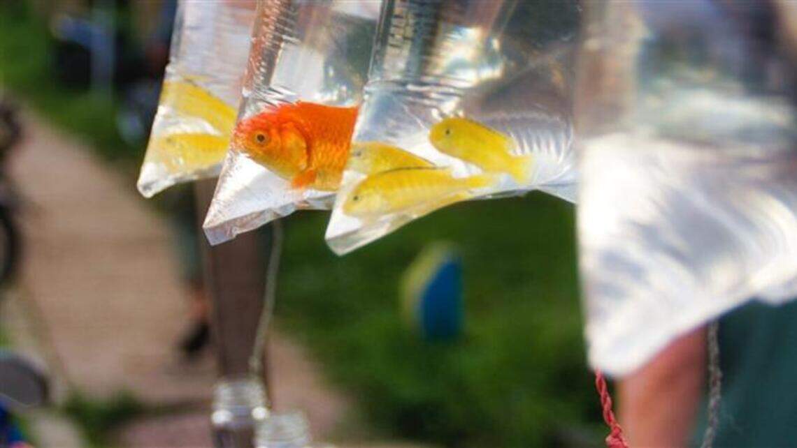 Are days of winning a fish at the county fair gone in IL? | Belleville ...