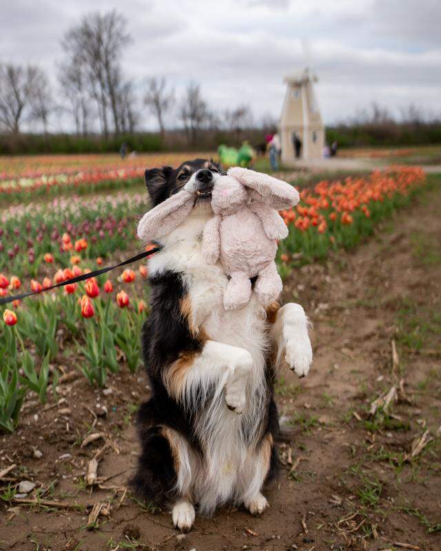 Pick your own tulips at Eckert’s Farm in Belleville | Belleville News ...