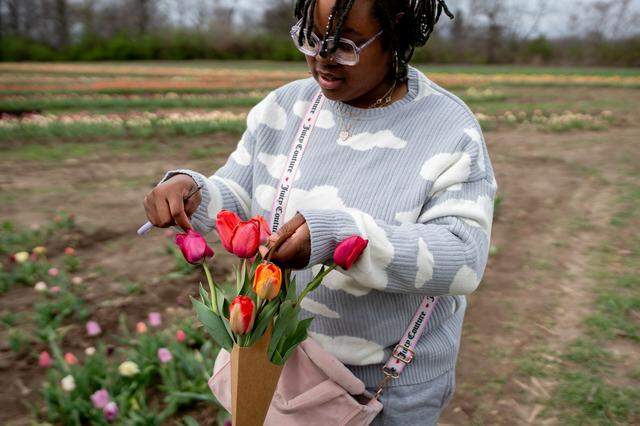 Pick your own tulips at Eckert’s Farm in Belleville | Belleville News ...