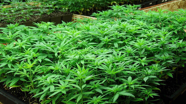 Illinois hemp growers push back against proposed regulations ...