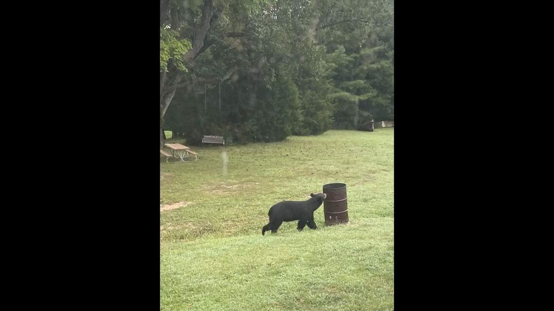 Black bear sighting reported in southern Illinois | Belleville News ...