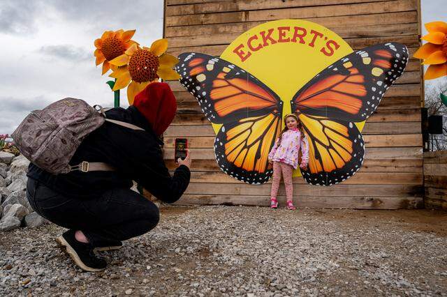 Pick your own tulips at Eckert’s Farm in Belleville | Belleville News ...