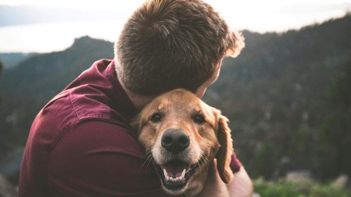 Can you bury your pet in your backyard in IL? Here’s the law ...