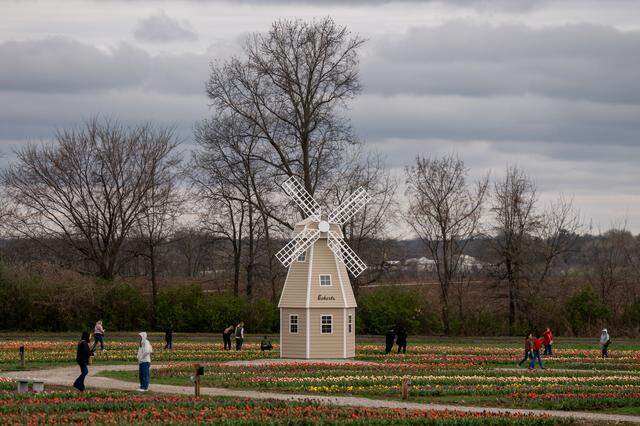 Pick your own tulips at Eckert’s Farm in Belleville | Belleville News ...