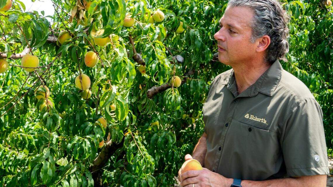 Southern Illinois peach crop bounces back from last year | Belleville ...