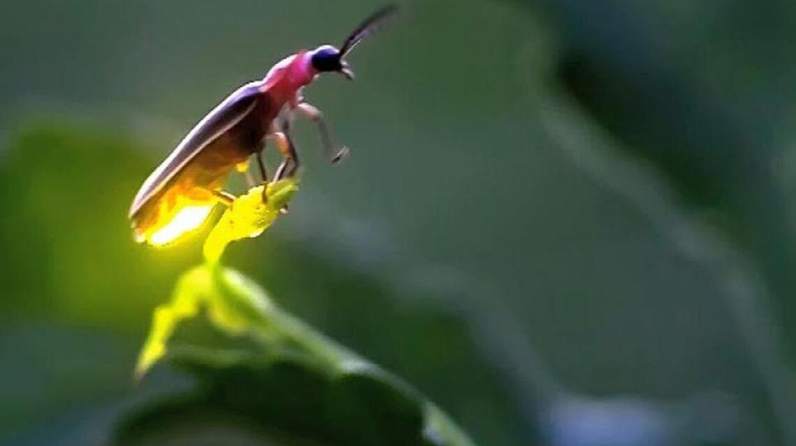 Keep your eye out for fireflies | Belleville News-Democrat