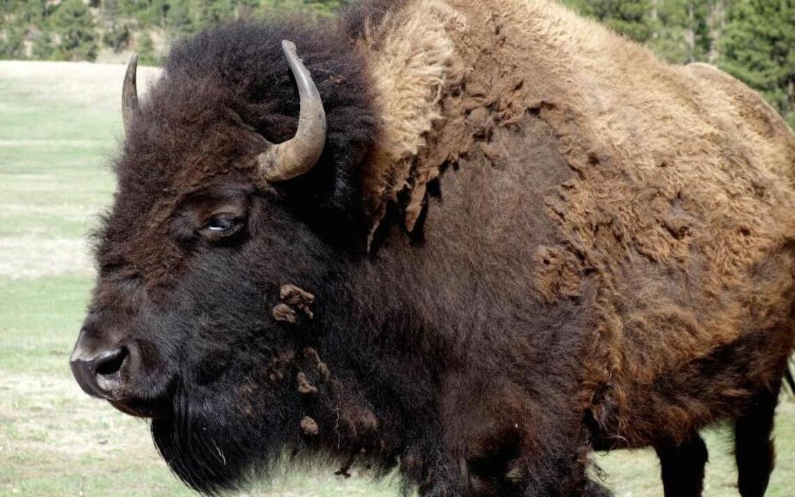 Bison meat vs beef which is more healthy less fat | Belleville News ...