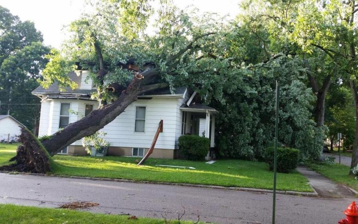 Tips to keep you trees from falling over in storms | Belleville News ...