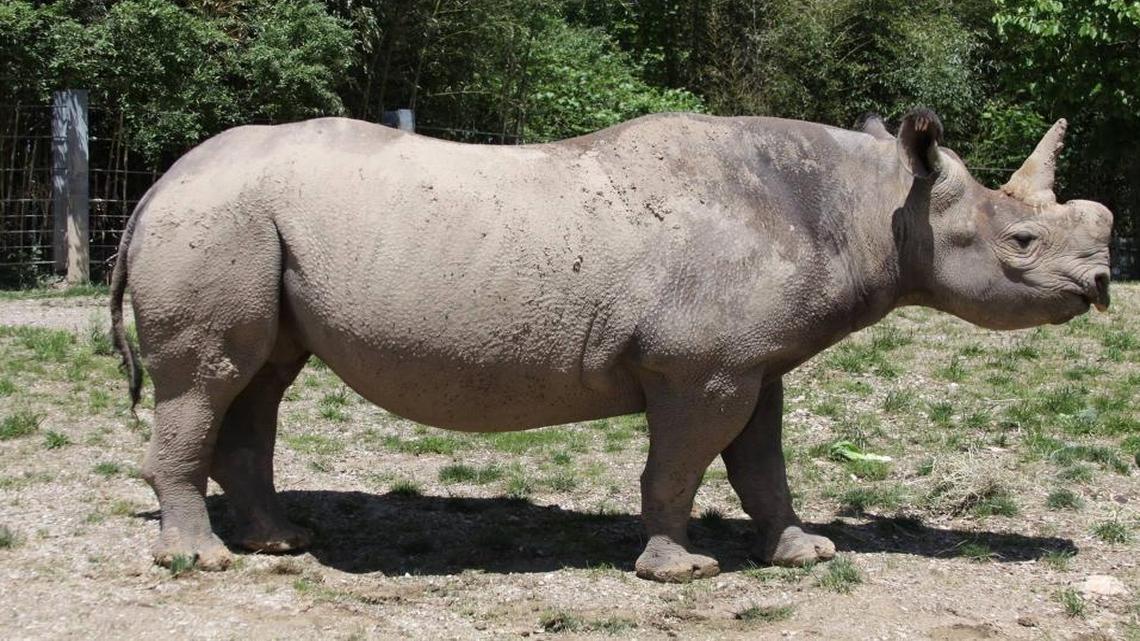 St Louis Zoo prepares for birth of new black rhino | Belleville News ...